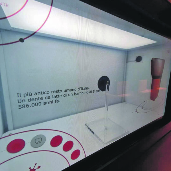 Isernia, il 'dentino' sbaraglia rinoceronti ed elefanti: è il fossile ...